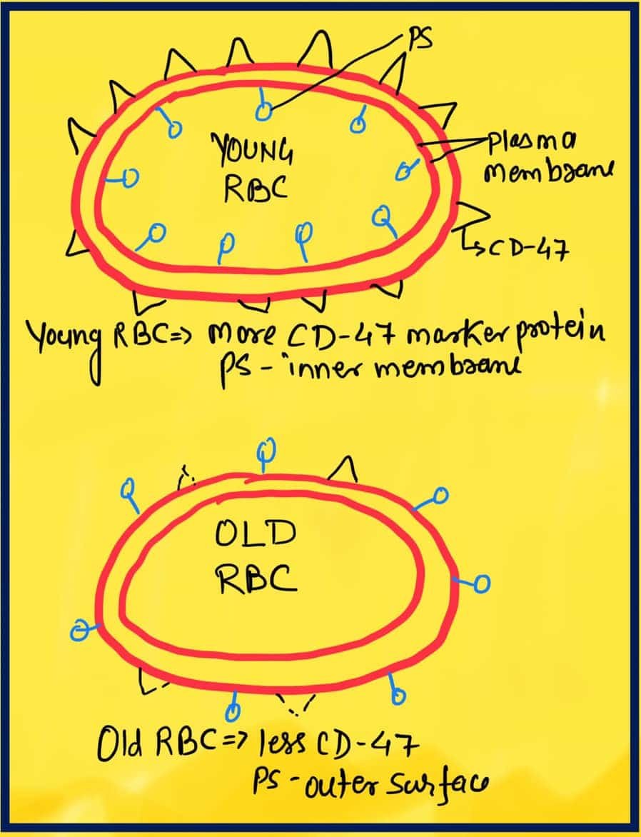 क्यों RBC 120 दिन ही जीवित रहती हैं।Life Span of RBC in Hindi - Sikhobio