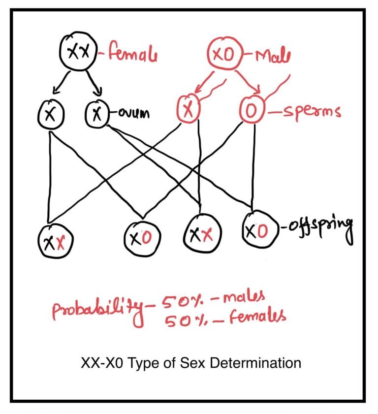 लिंग निर्धारण in Hindi।Sex Determination in Human in Hindi। - Sikhobio